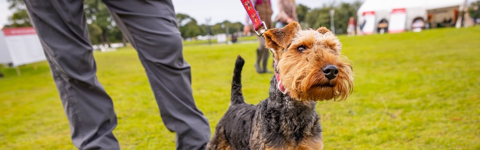 Dogs at Blenheim Palace International Horse Trials