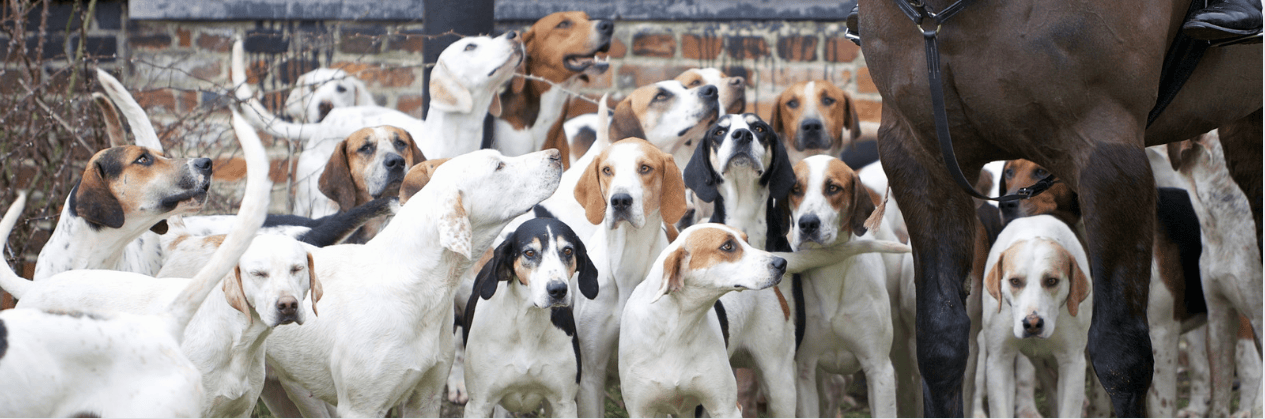 Heythrop Hunt Hound Parade - Agria Blenheim Palace International Horse ...